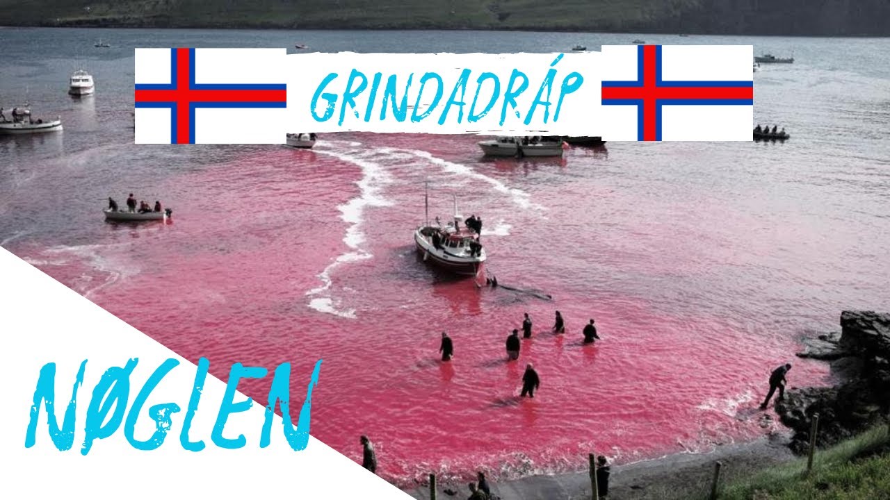 Grindadráp: perché nelle Fær Øer si cacciano le balene? | NØGLEN - YouTube