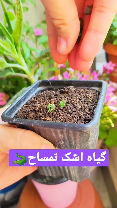 اشک تمساح گیاه فرزند مادر گلخانه روزانه ایران محتوا Youtube