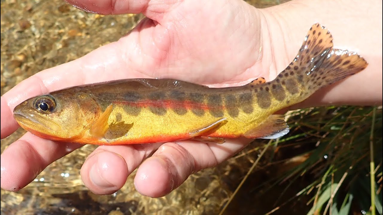 The Search for Volcano Creek Golden Trout | California Golden Trout ...