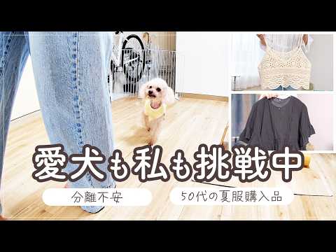 【一人と一匹 50代の日常】11歳シニア犬のお留守番対策｜見守りカメラで分かった分離不安｜大人可愛いプチプラ夏服 haul｜GU購入品