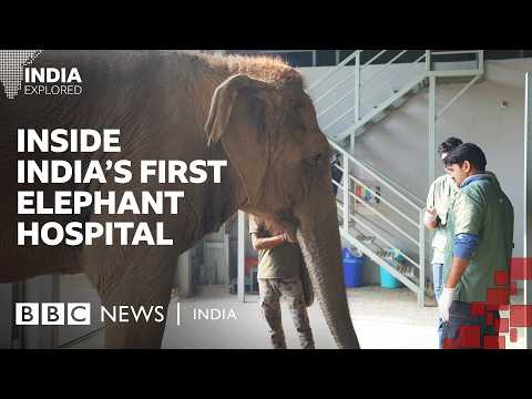 From Ayurveda to lasers, see how an Indian elephant hospital treats its patients | BBC News India