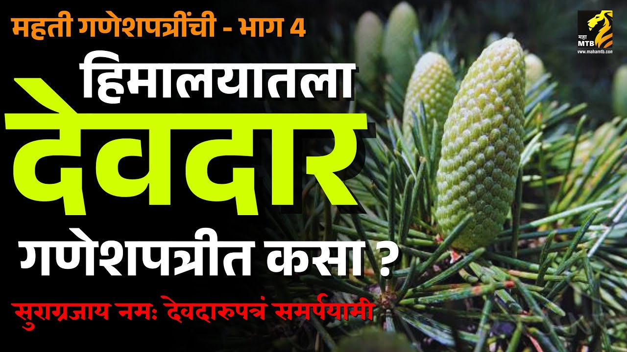 देवदाराचे पान गणेशपत्रीत कसे ? | महती गणेशपत्रींची | deodar tree flower ...