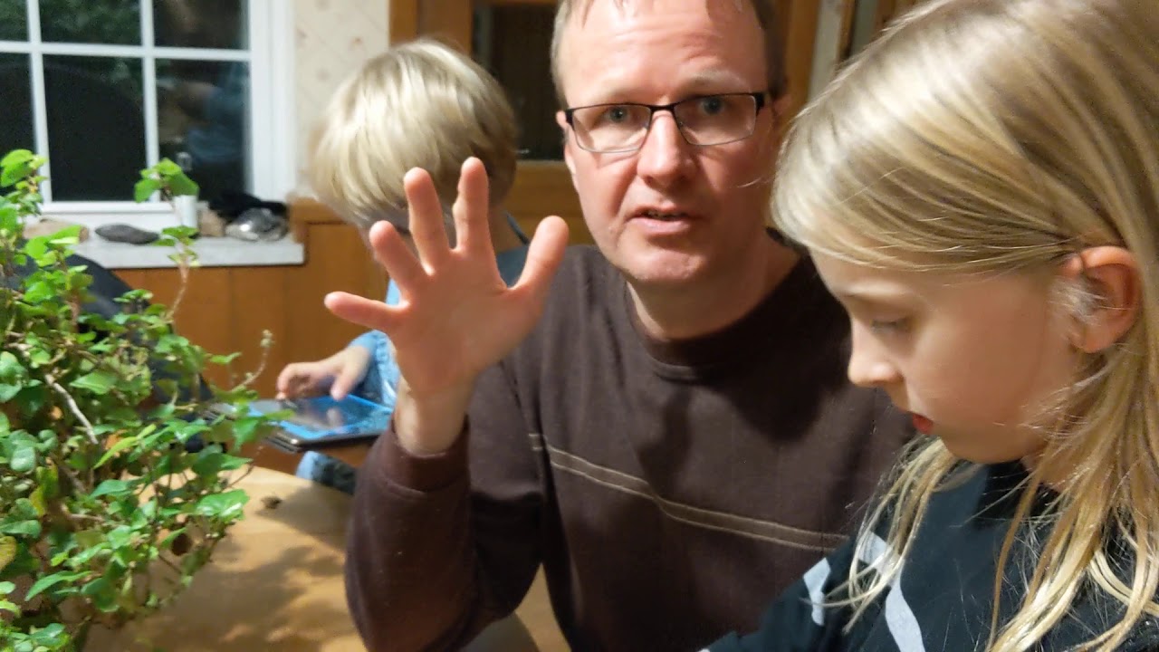 how-to-use-plantnet-to-identify-plants-youtube