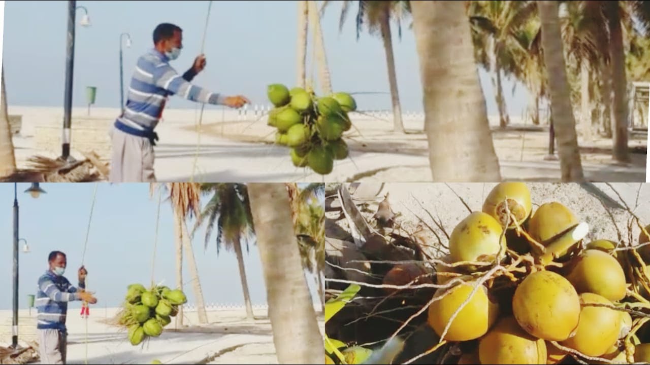 coconut collection |adventure of coconuts from tree to ground|technique ...