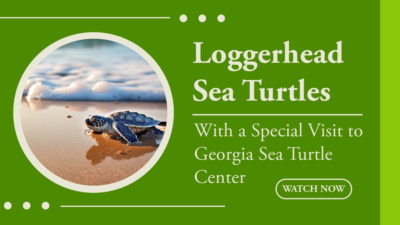 Turtles! We visited Jekyll Island and the Turtle Center to learn more ...