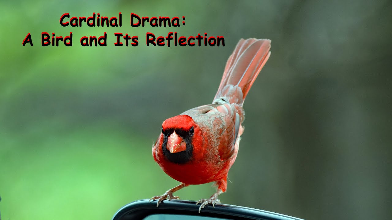Cardinal Drama: A Bird and its Reflection - YouTube