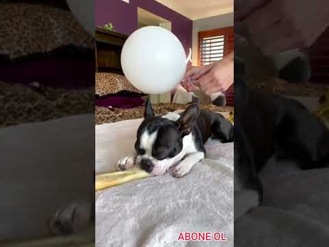 Maraqlı Və gülməli əyləncəli Tik-Tok videoları Daha çox video üçünLütfen kanala abone olun Funny Vid