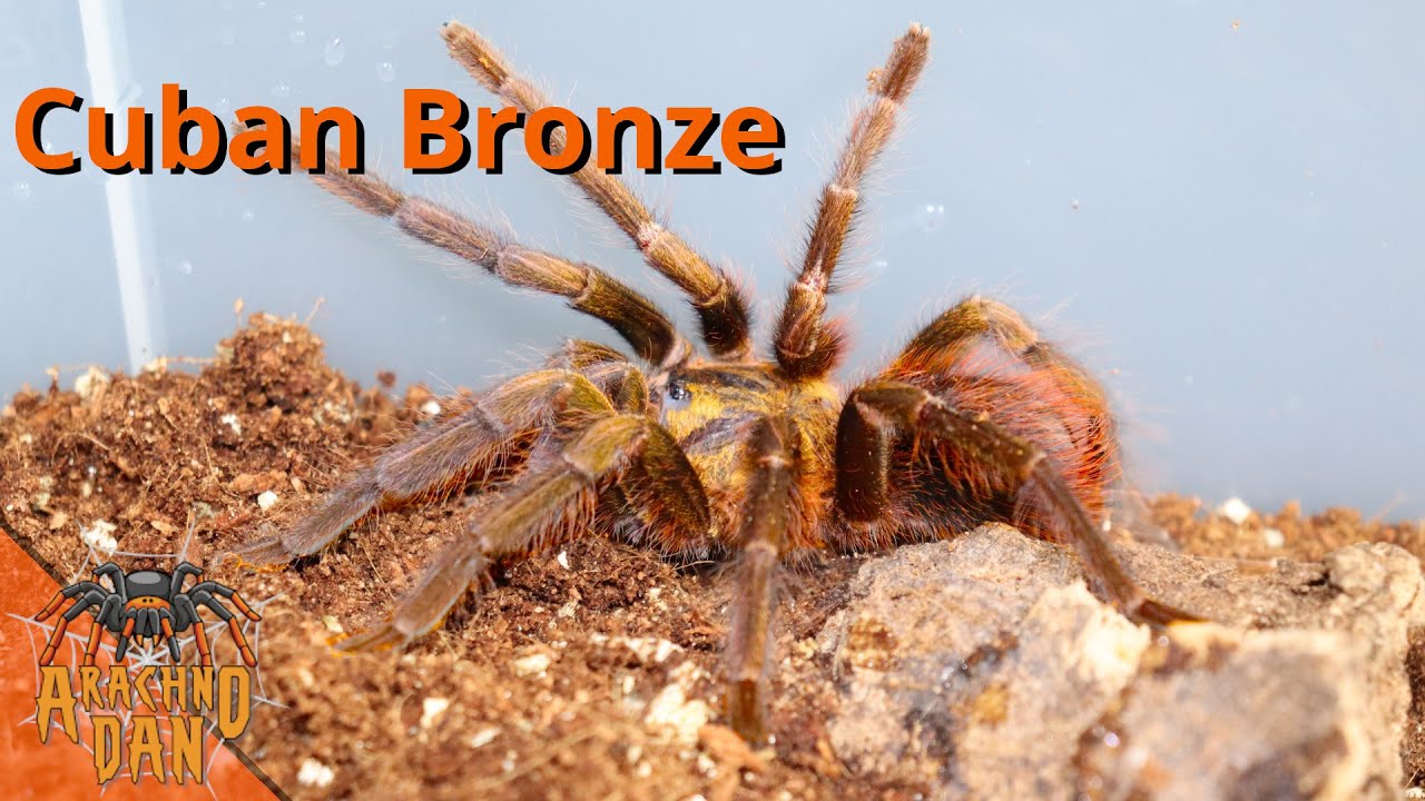 Rehousing a full metal tarantula (Phormictopus Auratus - Cuban Bronze ...