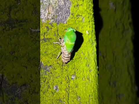 kelebeğe dönüşüm #kelebek #doğa #keşfet