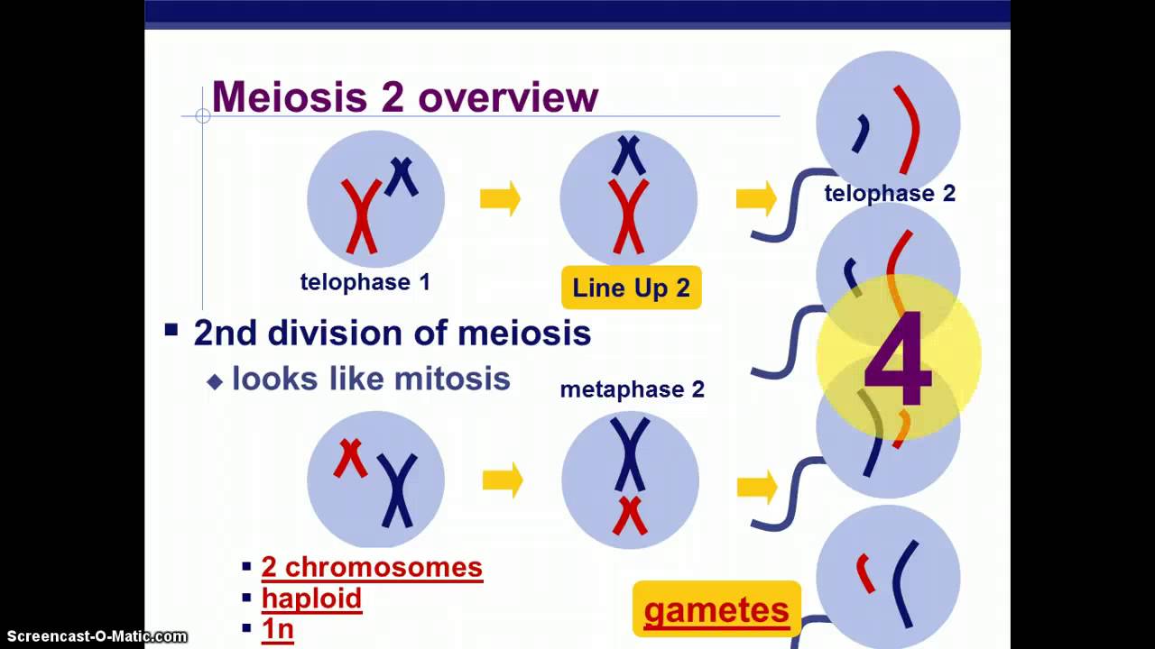 Meiosis PowerPoint video - YouTube