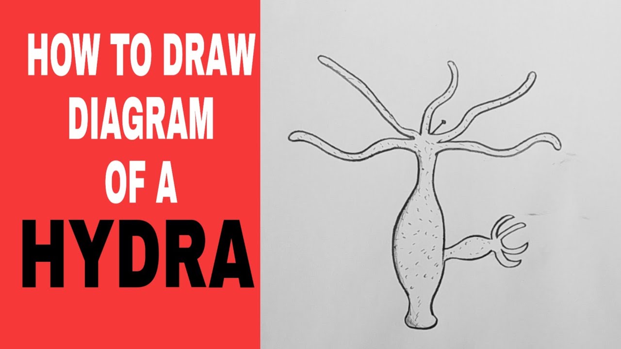 HOW TO DRAW DIAGRAM OF A HYDRA - YouTube