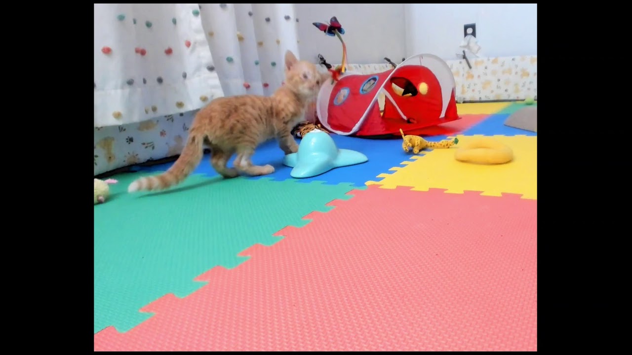 The Return of the Flutterby - YouTube