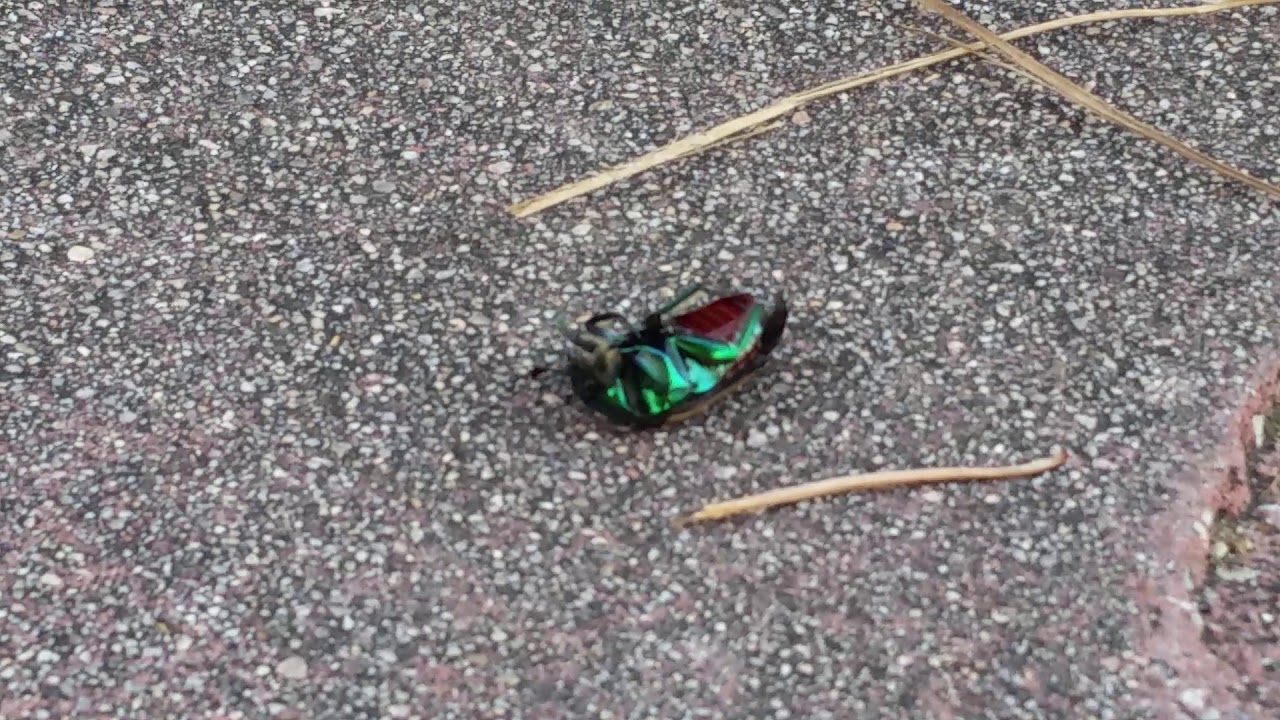 Disabled insect - YouTube