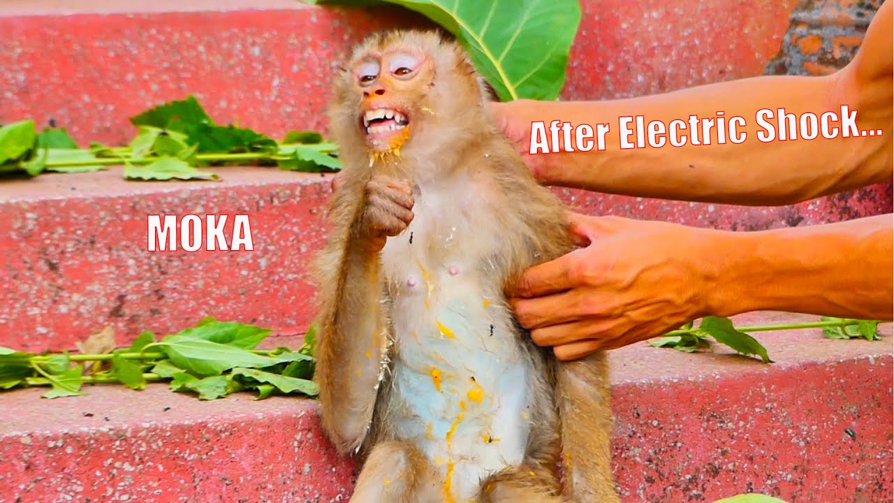 S😂adness Video Clip of A little idol cute monkey MOKA can't walk after ...