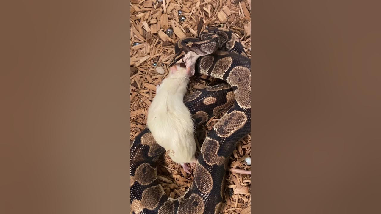 Classic python eats big - YouTube