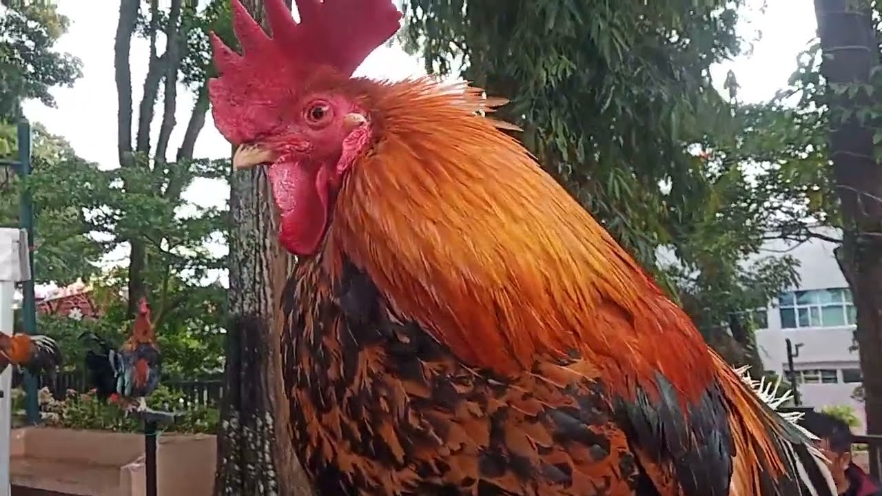 Ayam Kukuak Balenggek - Kukuak Balenggek Chicken - YouTube