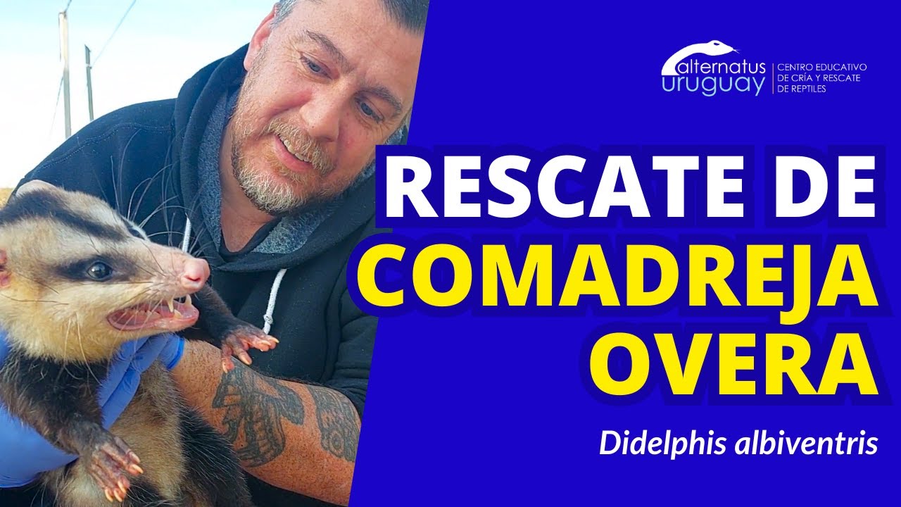 Rescate de comadreja overa - Zarigüeya | Didelphis albiventris | Liceo ...