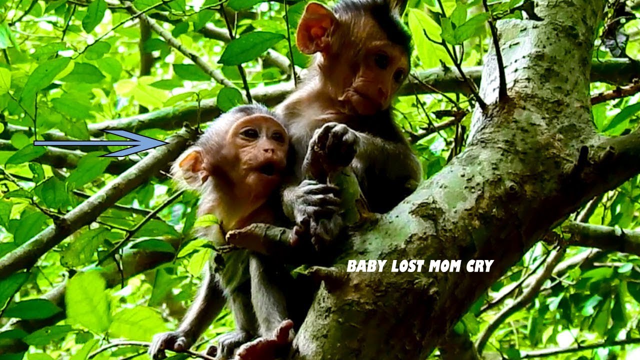 Baby Monkey Lost Mom Crying On Tree, Why Today all Female Monkeys Give ...
