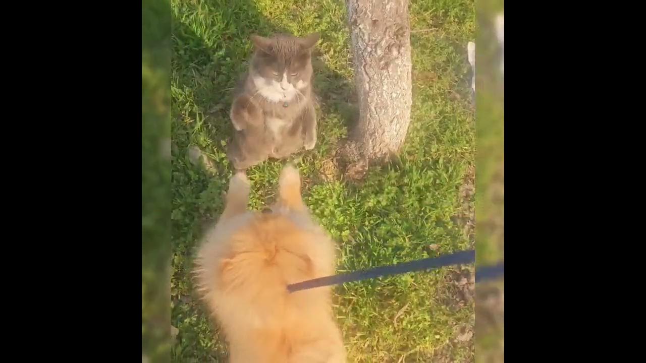 Мой пёсик БАКС очень любит кошечку Мусю ️🥰 - YouTube