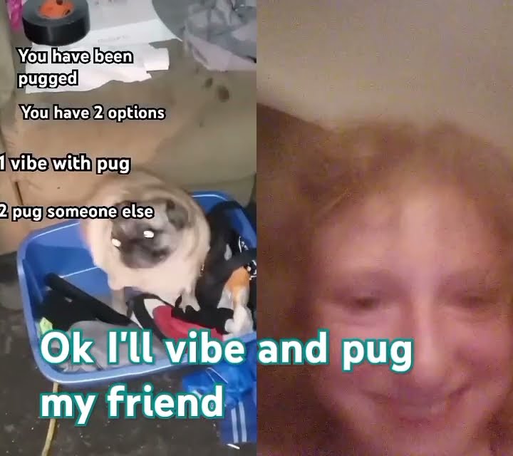 lol I love pugs - YouTube