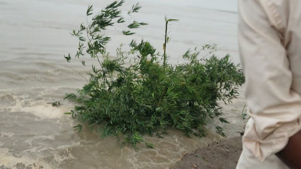 BIRNAGAR GANGA BHANGAN #viral #The_bamboo_fell #বাঁশের_ঝাড়_নিমেষে ...