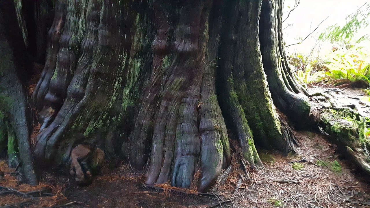 Giant Cedar (Kennedy River, Vancouver island, British Columbia, Canada ...