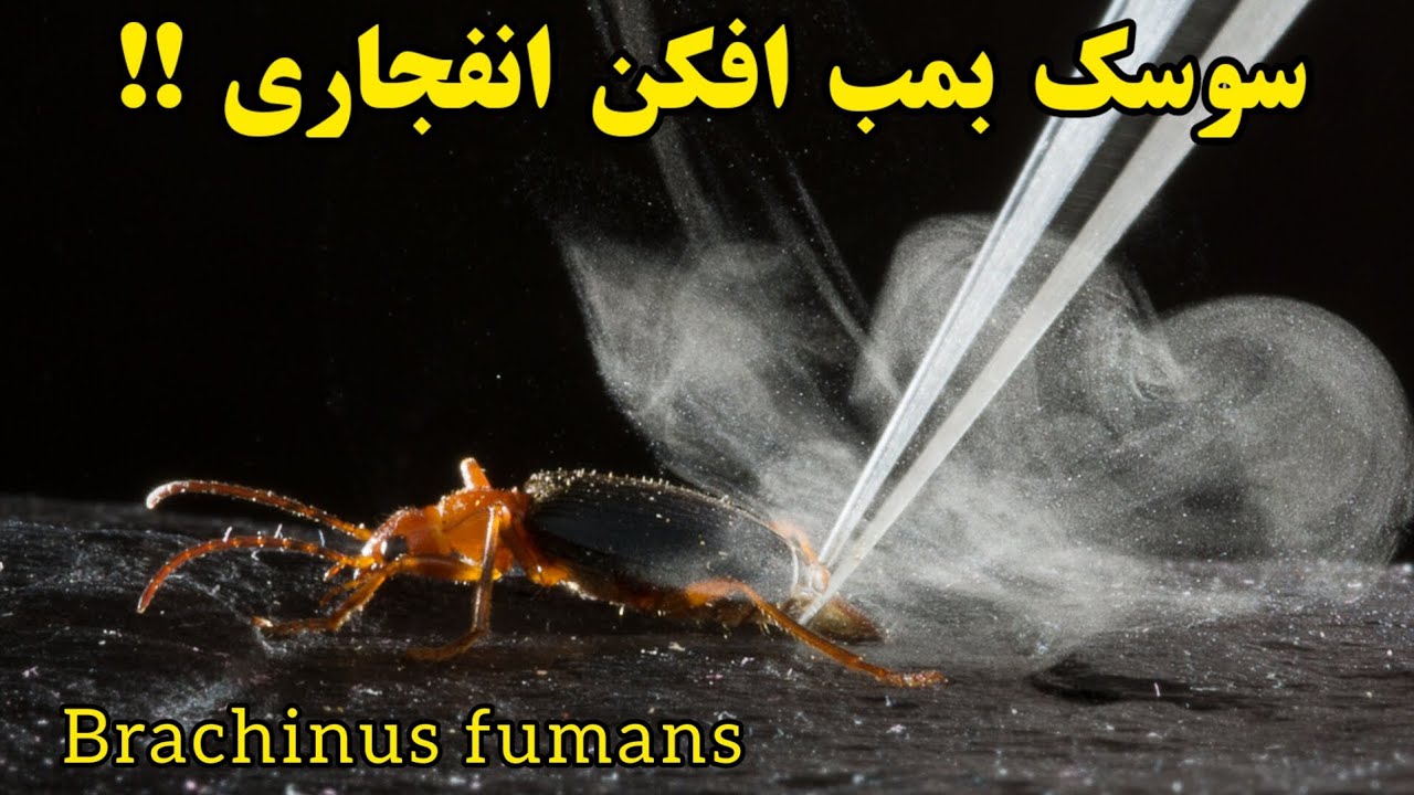 #سوسک_بمب_افکن_انفجاری #Brachinus_fumans سوسک بمب افکن آمریکایی و ...