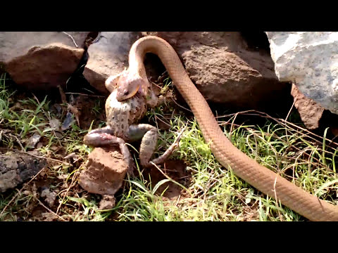 A cobra engolindo a rã.../The snake swallowing the frog ... - YouTube