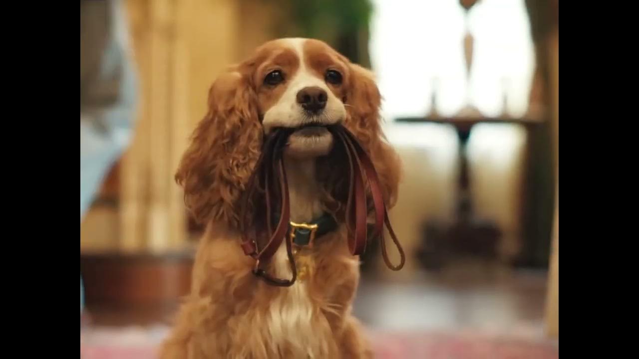 Disney animated classic lady and the tramp - YouTube