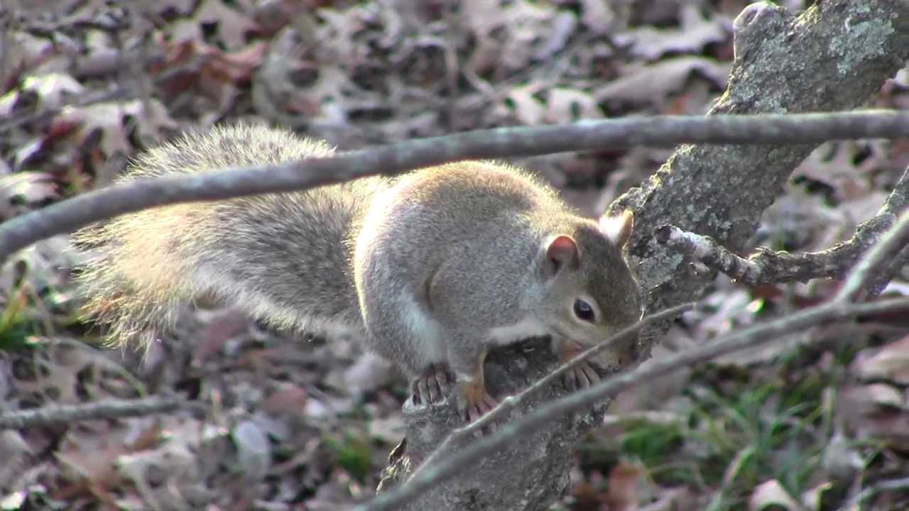 Midwest Grey Squirrel - YouTube