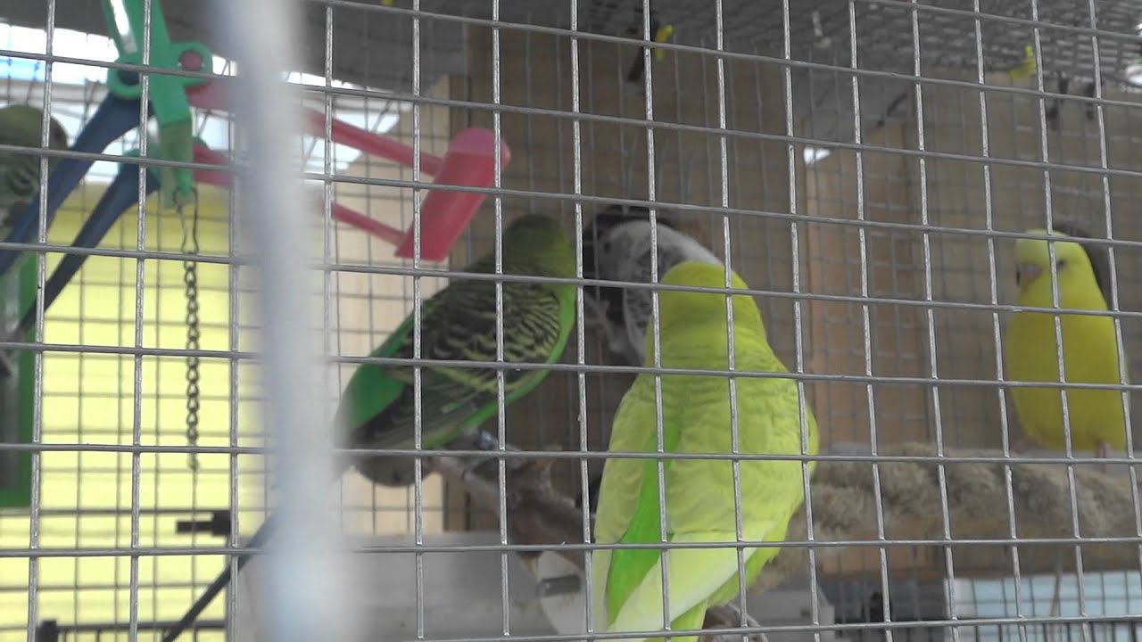 The Dark Side Of Budgie/Parakeet Colony Breeding - YouTube