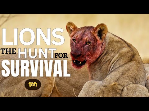 LIONS: The Hunt for Survival | National Geographic Hindi | Animal Planet Style Hindi Documentary