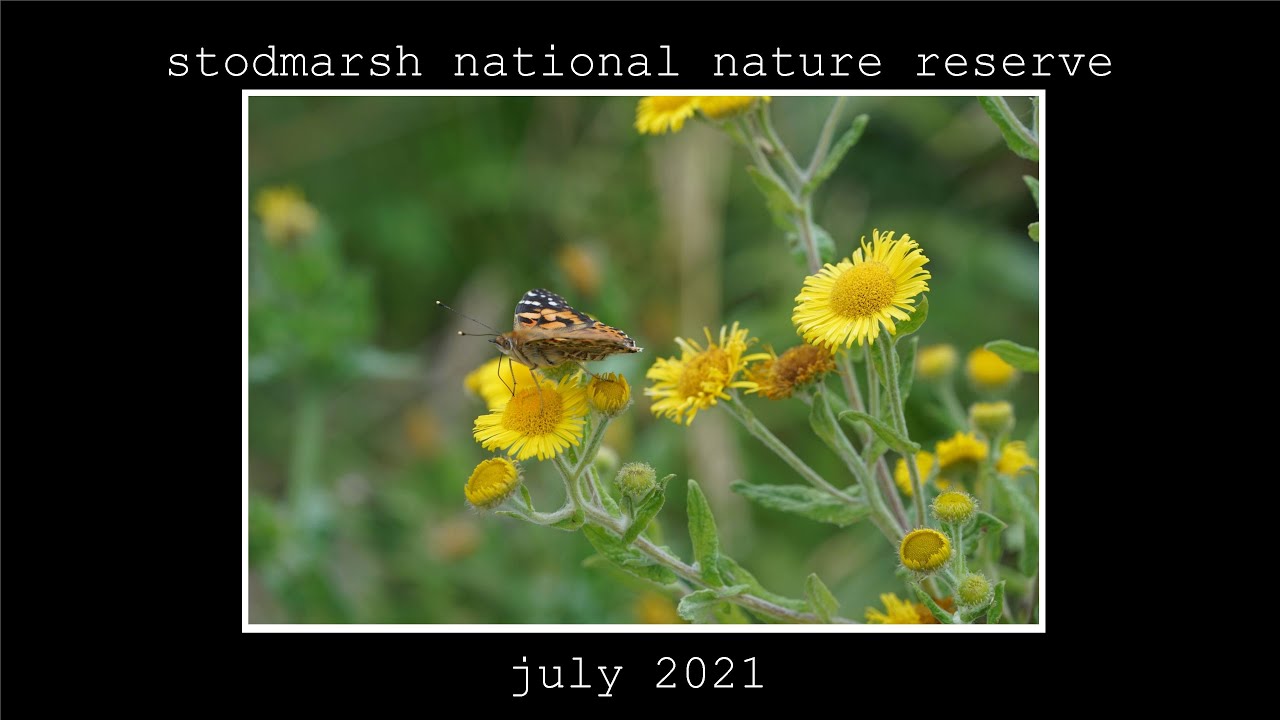 A summer stroll around Stodmarsh National Nature Reserve, near ...