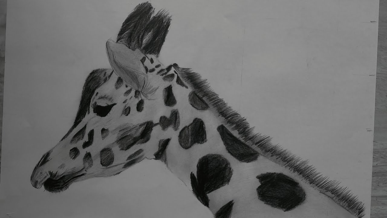 How to make Ziraf sketch 😍|Ziraf ka sketch kaise banaye 🔥|#sourav joshi ...