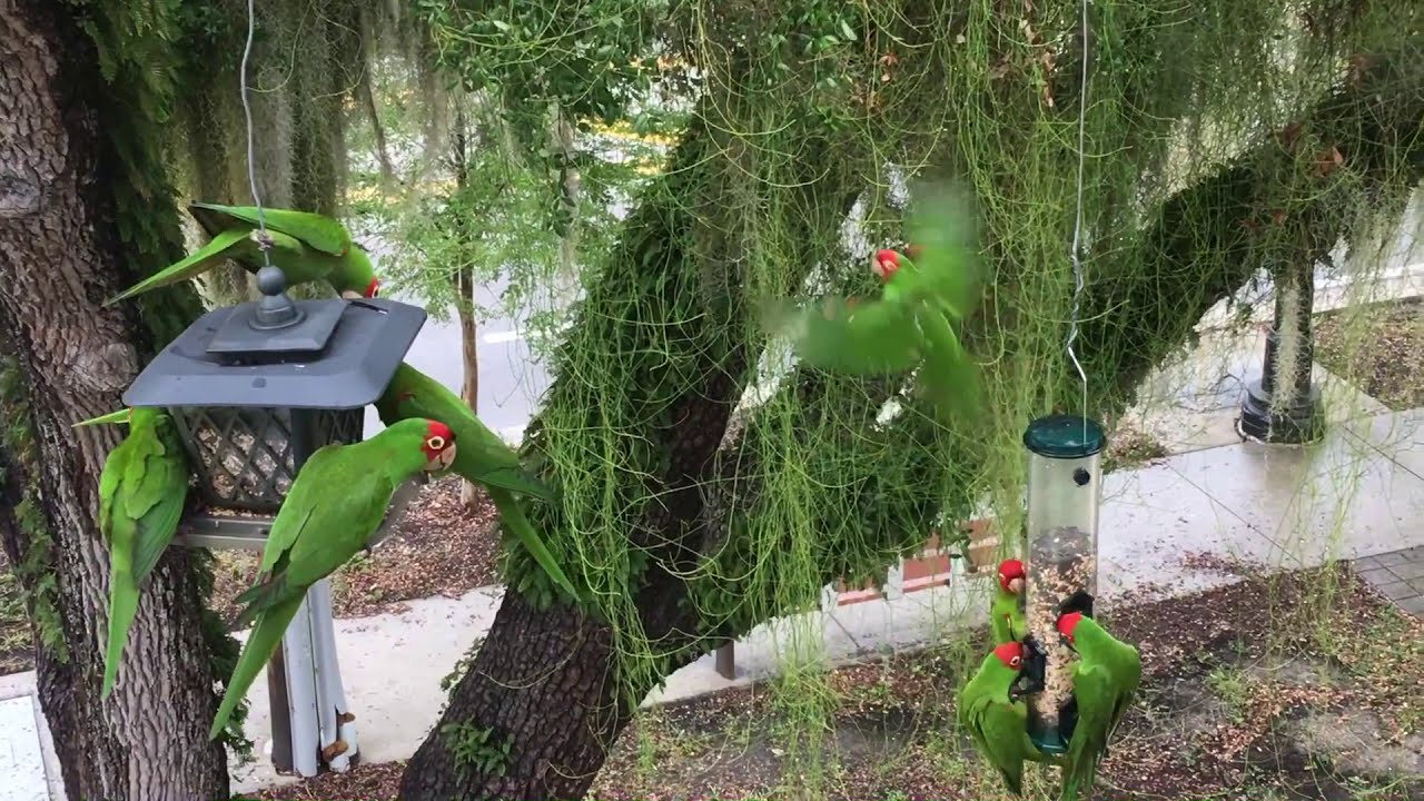 Wild parrots Miami Florida - YouTube
