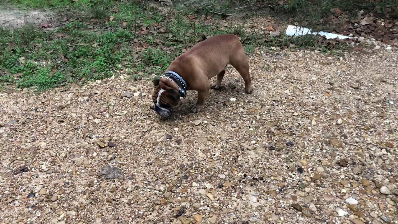 Chubbs update - YouTube