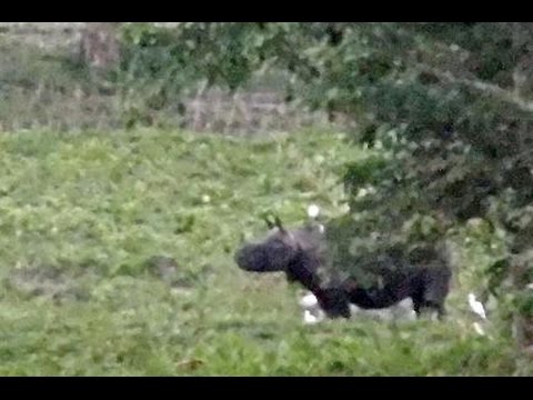 Jatra Proshad Watchtower in Gorumara Jungle Dooars | Gorumara National ...