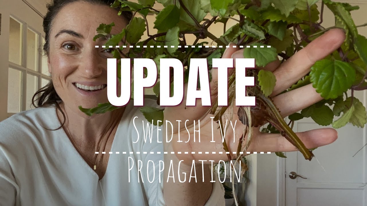 Swedish Ivy Propagation Update/How to Pot up Water Propagated Swedish ...