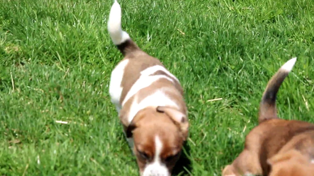 Jack-a-bee Puppies for Sale - YouTube