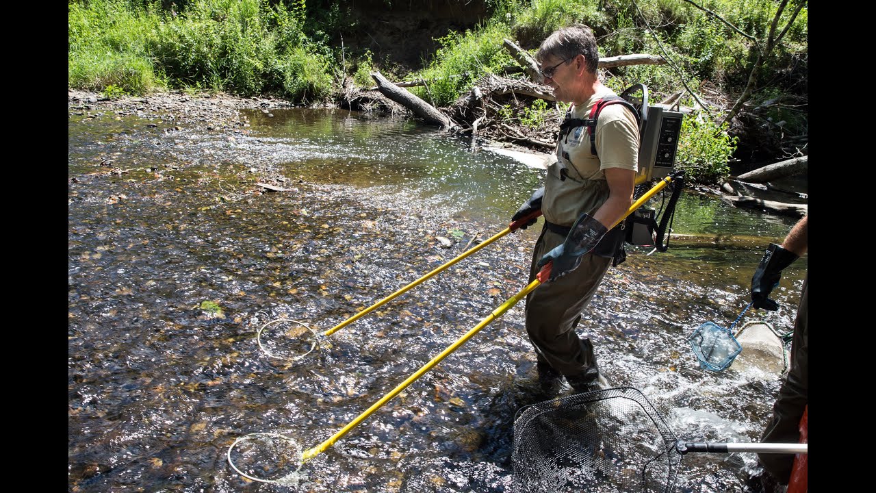 Fishing with Electricity on the Pomperaug River - YouTube