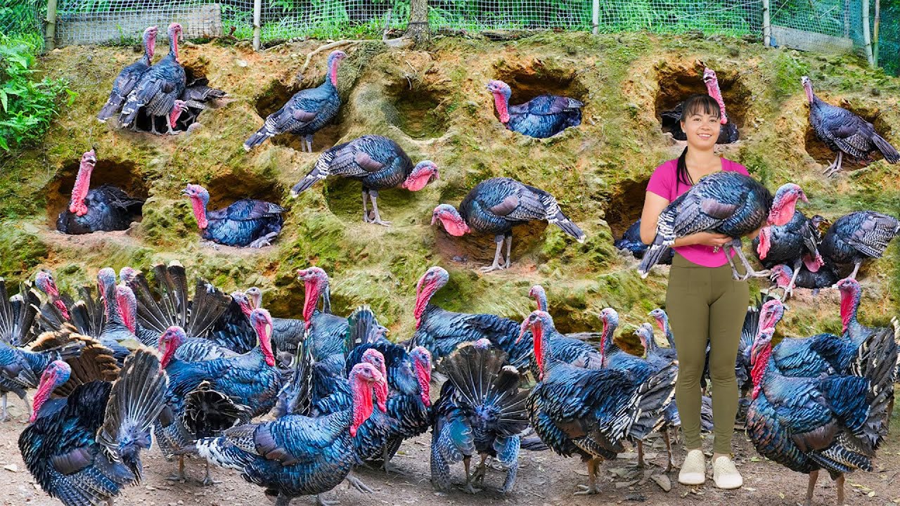 Harvesting 1000+ Giant Turkeys, Use 3-Wheel Truck Go to Market Sell ...