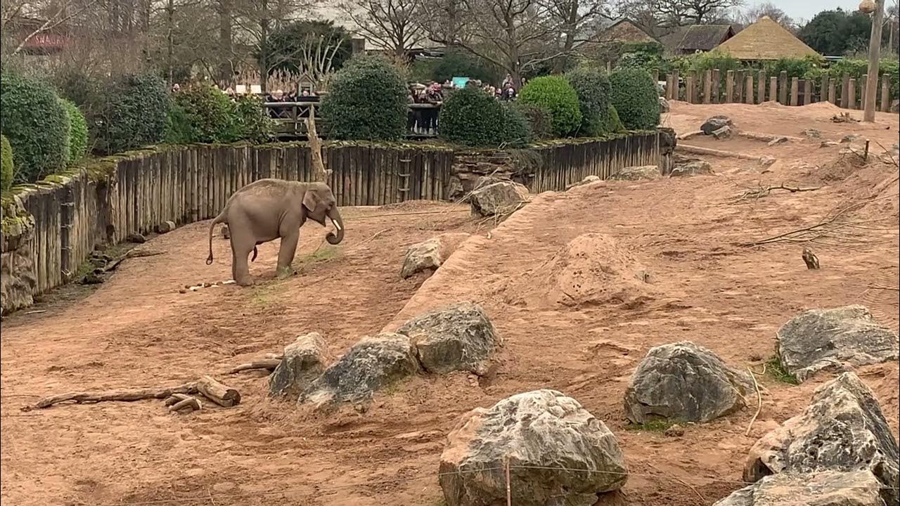 Chester zoo - YouTube