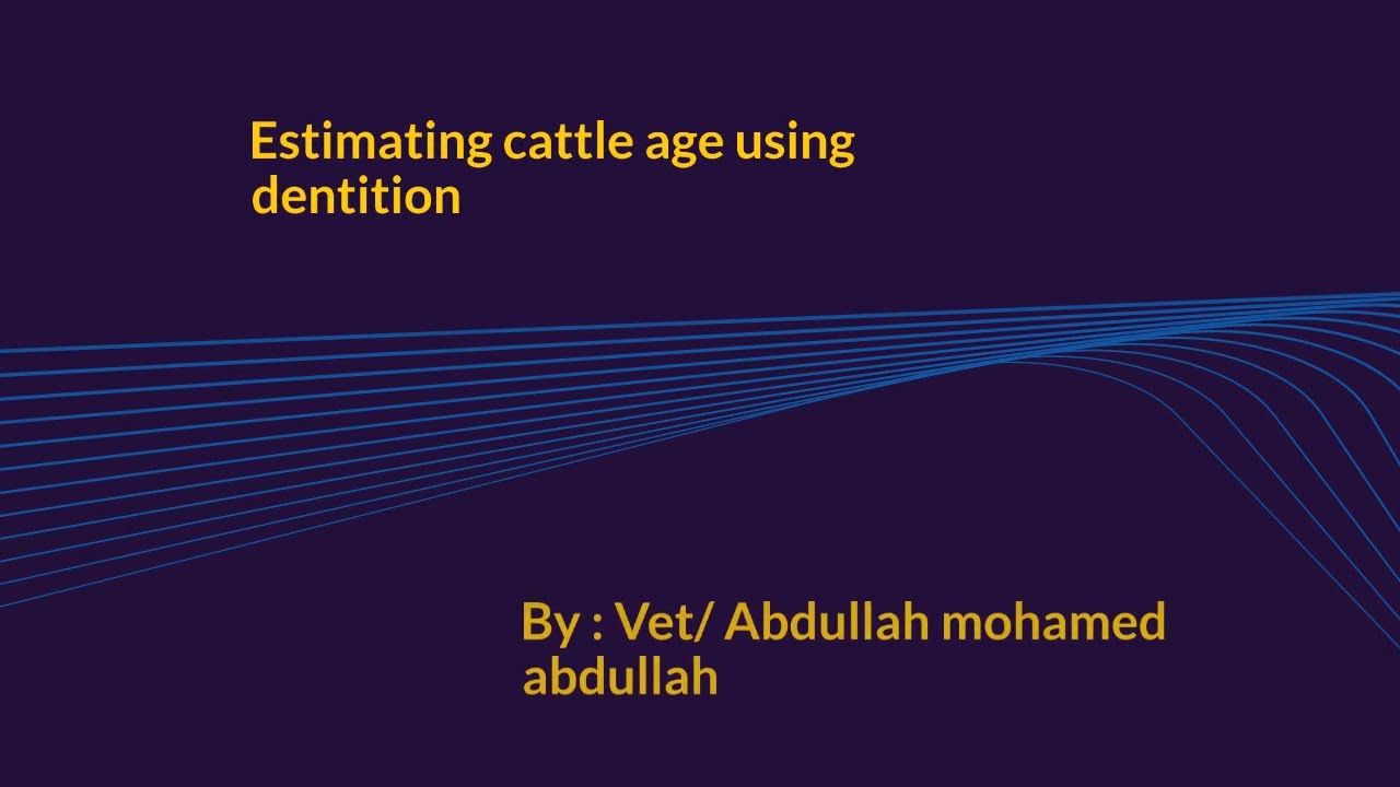 Estimating Cattle Age Using Dentition - YouTube