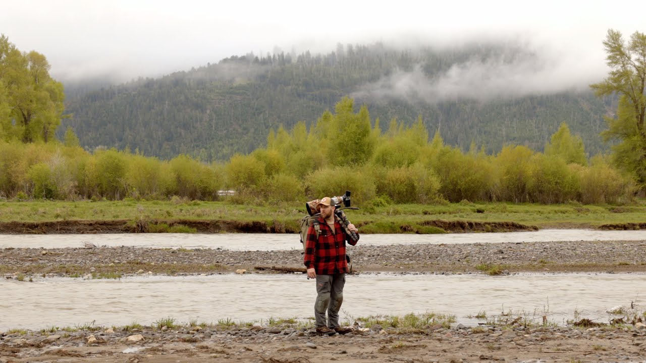 Finding Bison, Coyotes, and Anxiety in Yellowstone | Wildlife ...