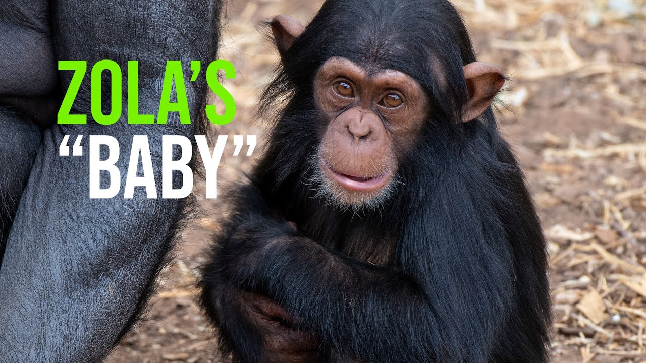 Pet Baby Chimpanzee