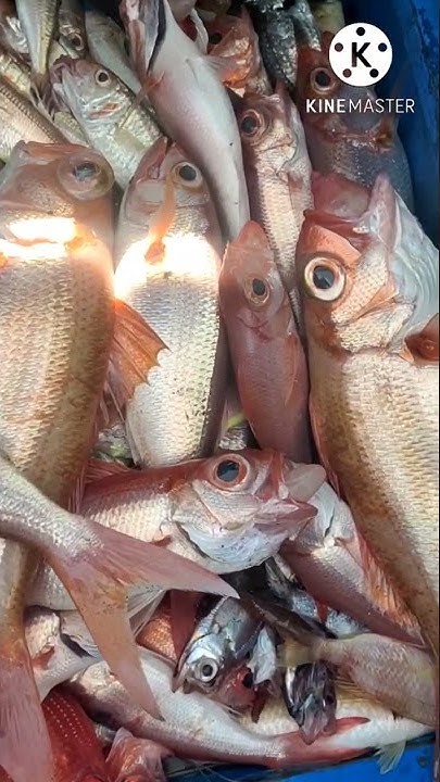 Ruby snapper fish fresh na fresh ang dami na huli sa kitang #shorts #rubysnapper #fresh - YouTube