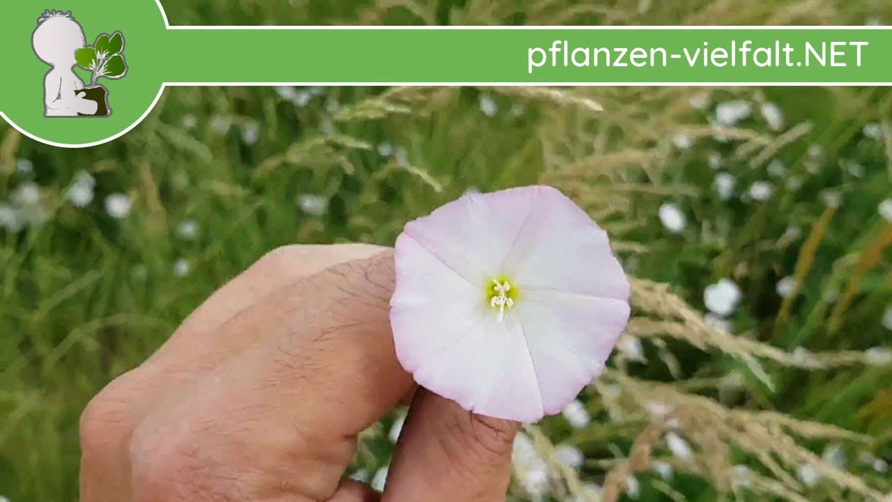 Acker-Winde - Blüte/Blüten - 03.06.18 (Convolvulus arvensis) - Giftige ...