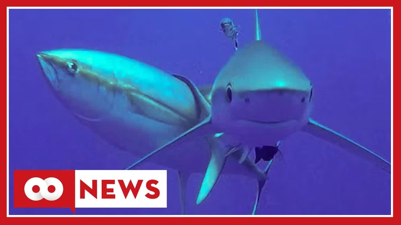 How do fish scratch their itches? It turns out sharks are involved ...