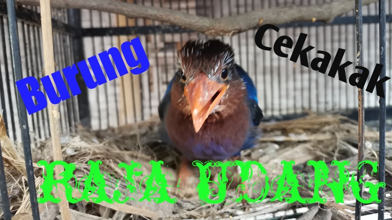 burung raja udang - YouTube