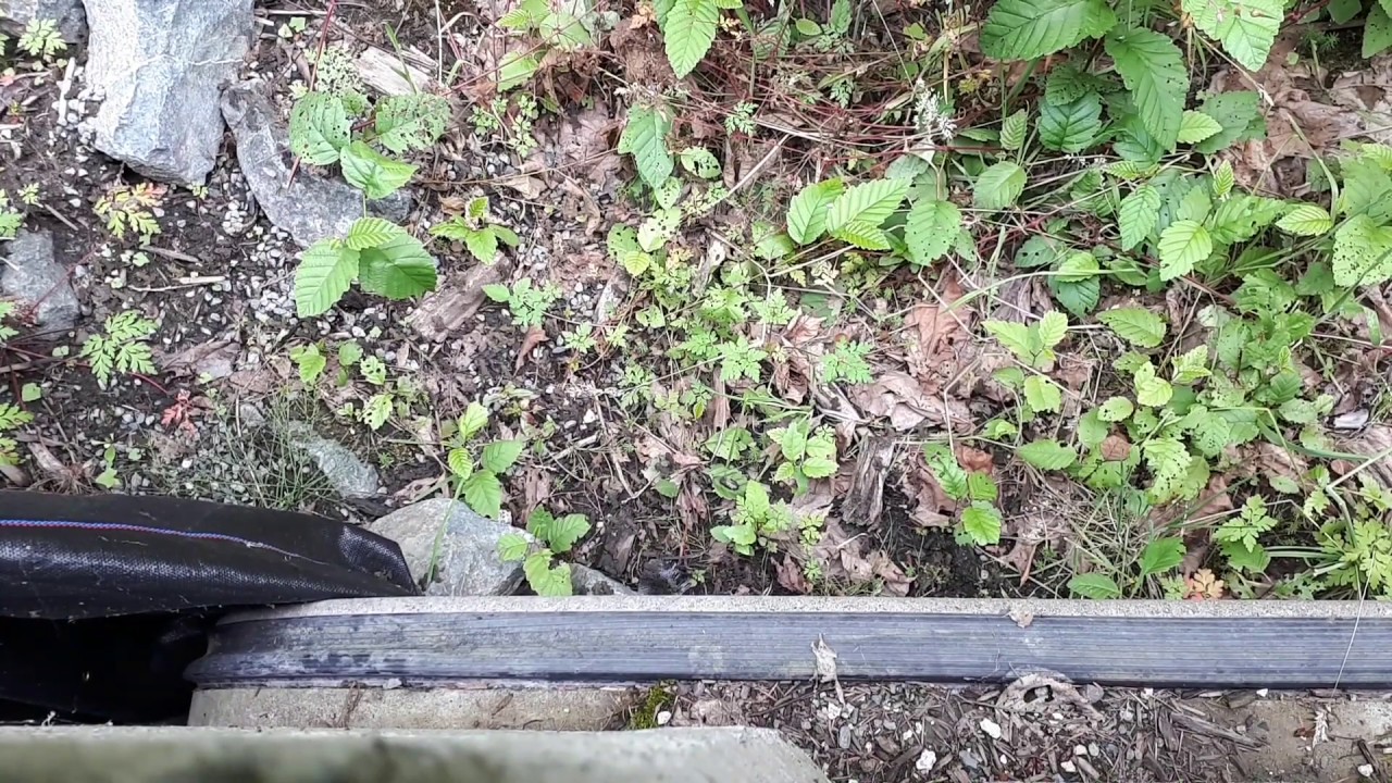 2018 Toadlet Migration: Toadlets Use the Toad Tunnel! - YouTube